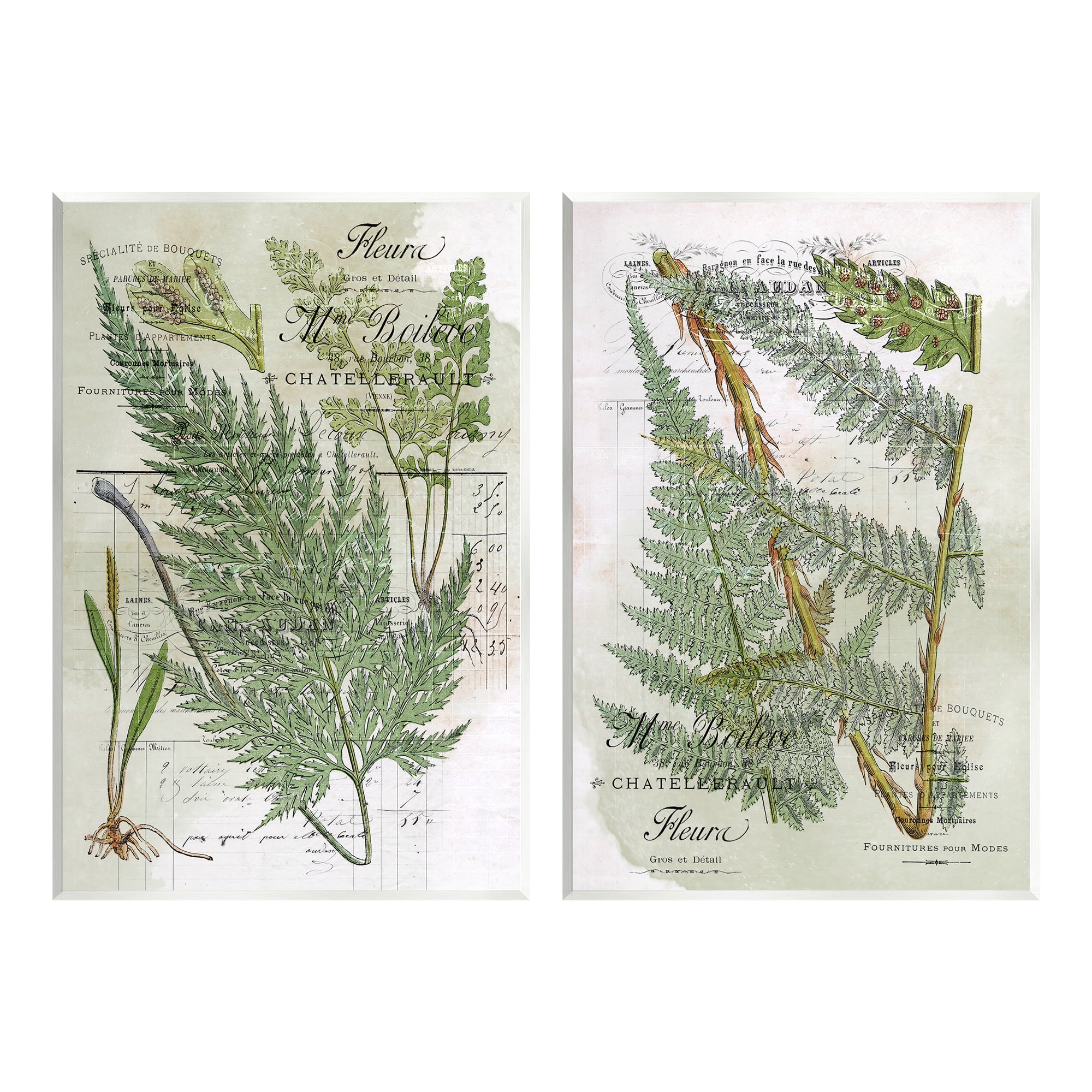 Stupell Woodland Fern Botanical Latin Study Botanical & Floral Painting ...
