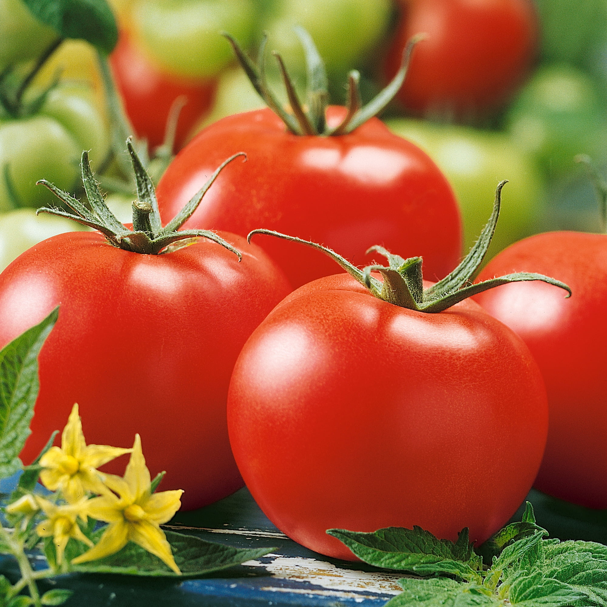 Stupice Tomato Seeds - 4 Oz ~27200 Seeds - Non-GMO, Heirloom ...