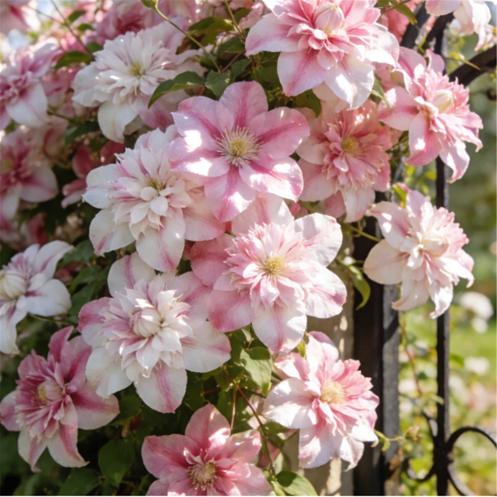 Sturdy heat-proof clematis – Lofty upright stalk – Recurrent annual ...