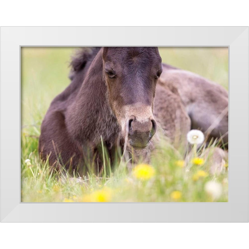 Sturgeon, Ozana 14x12 White Modern Wood Framed Museum Art Print Titled ...