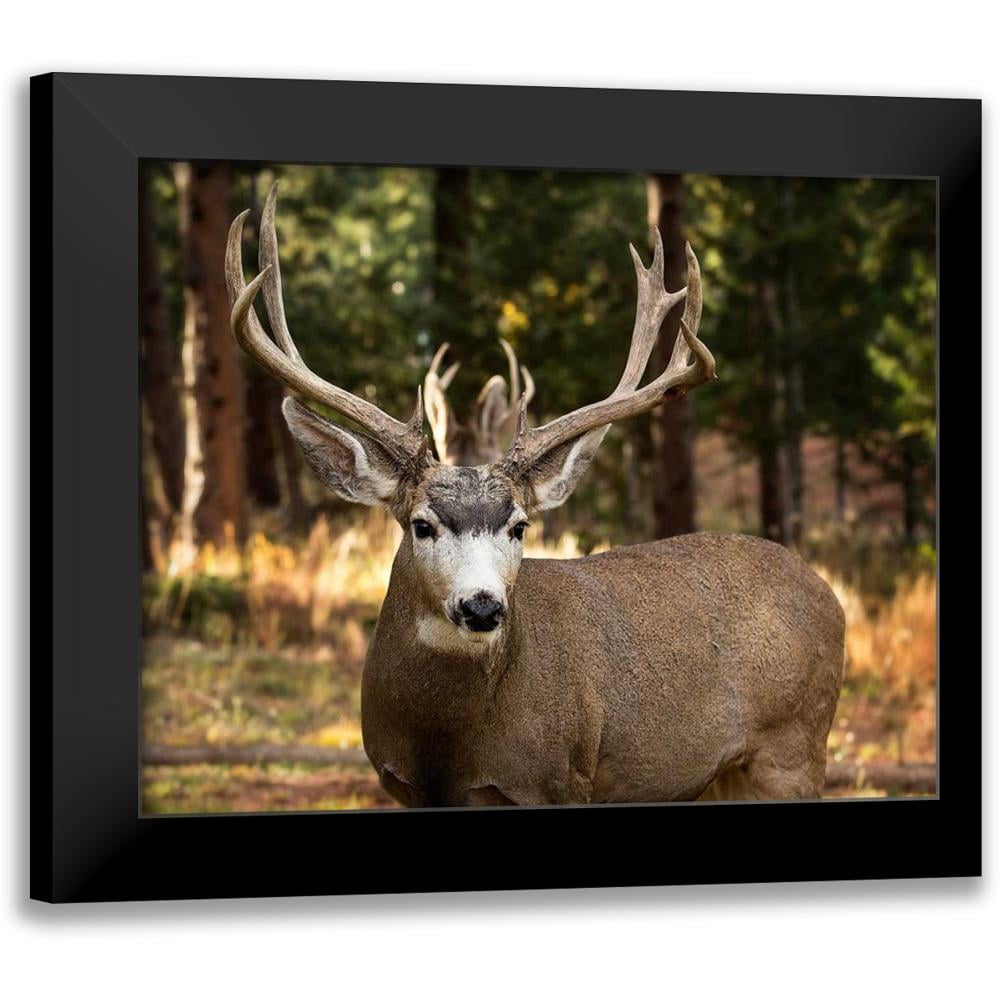 Sturgeon, Ozana 18x15 Black Modern Framed Museum Art Print Titled ...