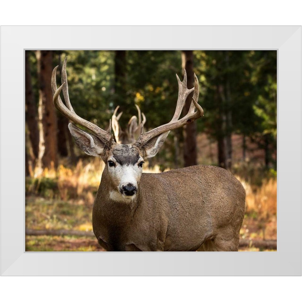 Sturgeon, Ozana 18x15 White Modern Wood Framed Museum Art Print Titled ...