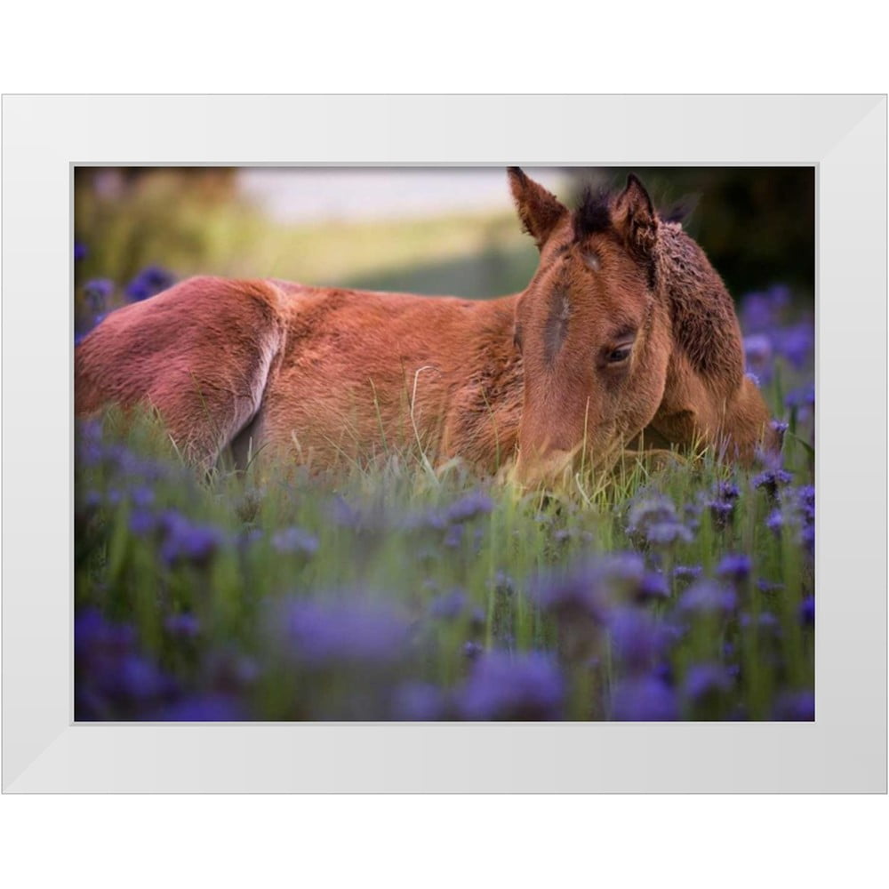 Sturgeon, Ozana 32x25 White Modern Wood Framed Museum Art Print Titled ...