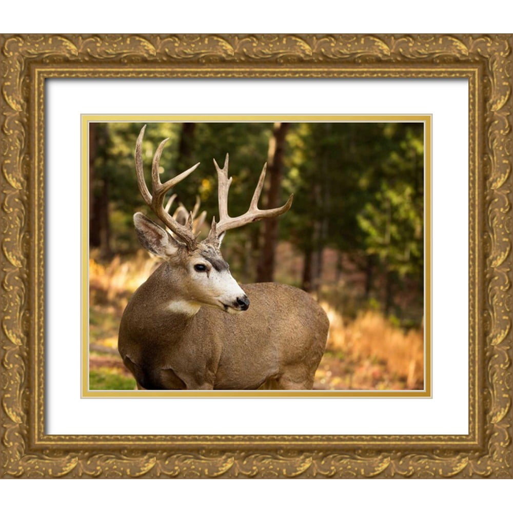 Sturgeon, Ozana 32x26 Gold Ornate Wood Framed with Double Matting ...