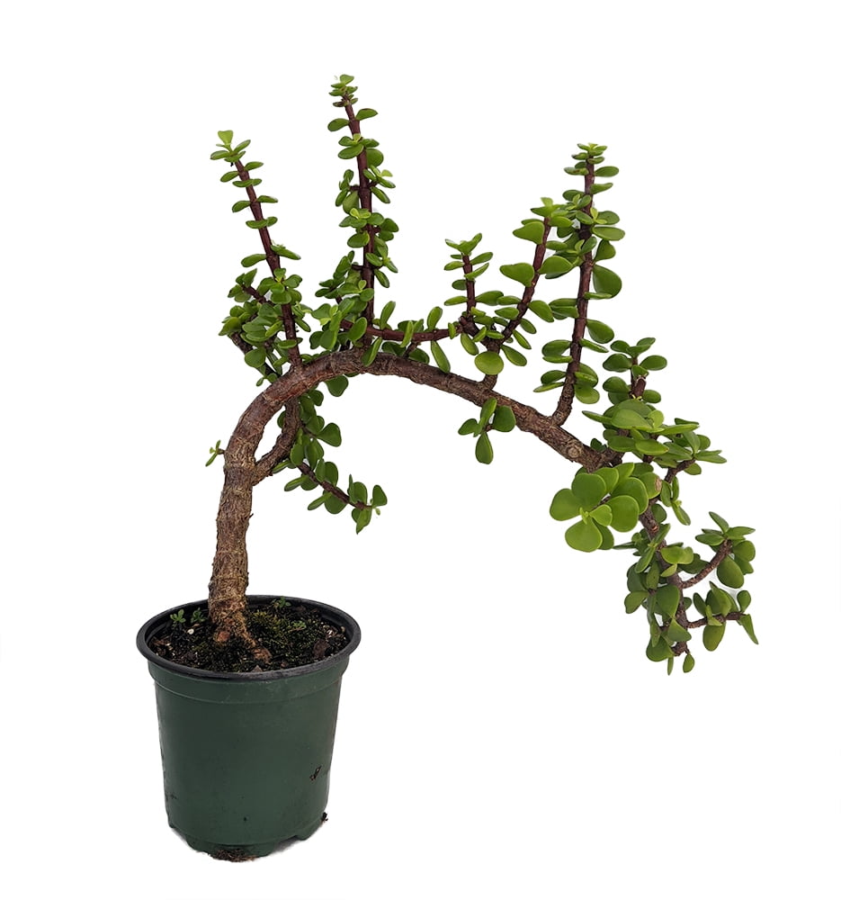 Stylized Mini Jade Plant - Portulacaria afra - 4" Pot - House Plant or ...