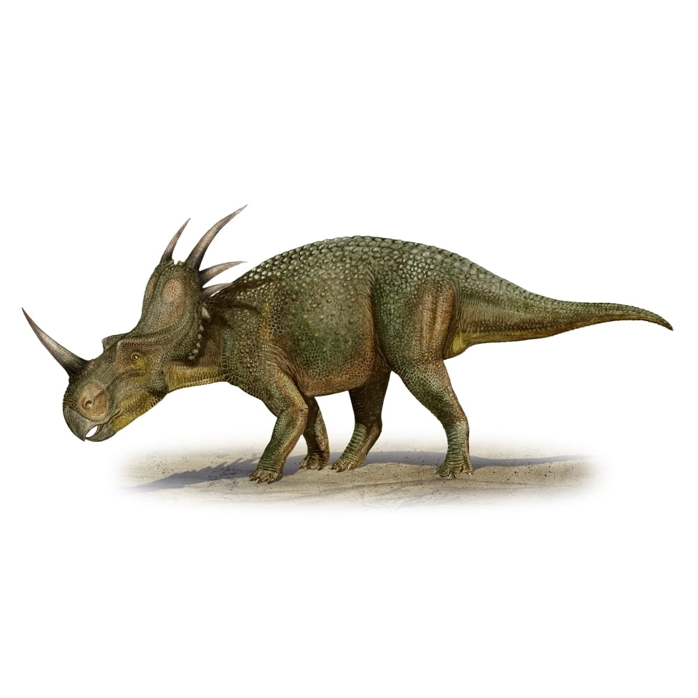 Styracosaurus Albertensis A Prehistoric Era Dinosaur Poster Print