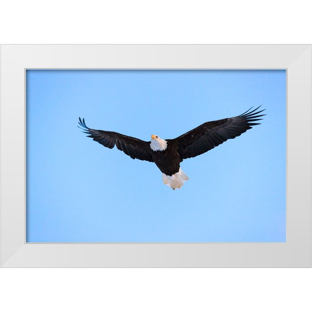 Su, Keren 14x11 White Modern Wood Framed Museum Art Print Titled - Bald ...