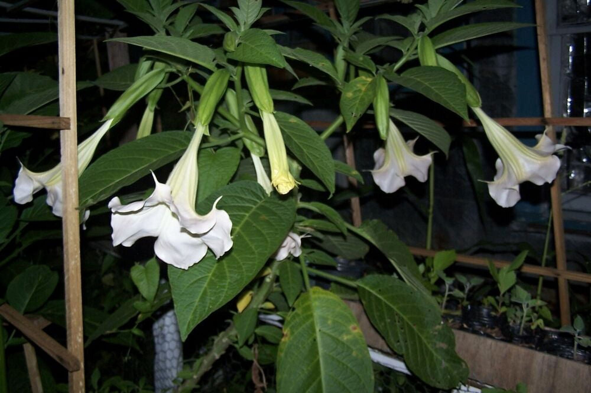 Suaveolens Single Pink Angel Trumpet 2 Live New Rooted Plant NO pots ...