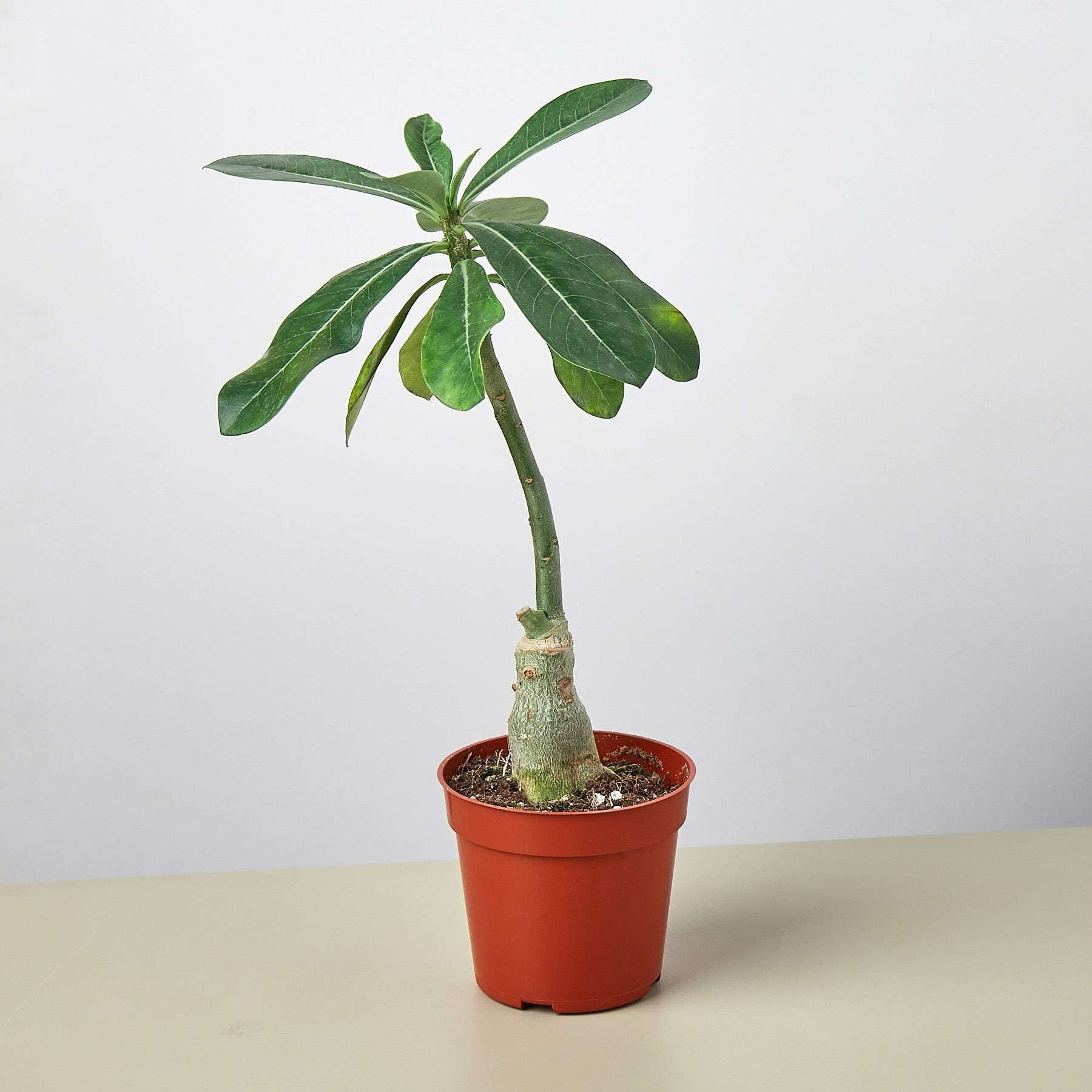 Succulent Adenium Obesum Desert Rose Live Plant for Indoor | Different ...