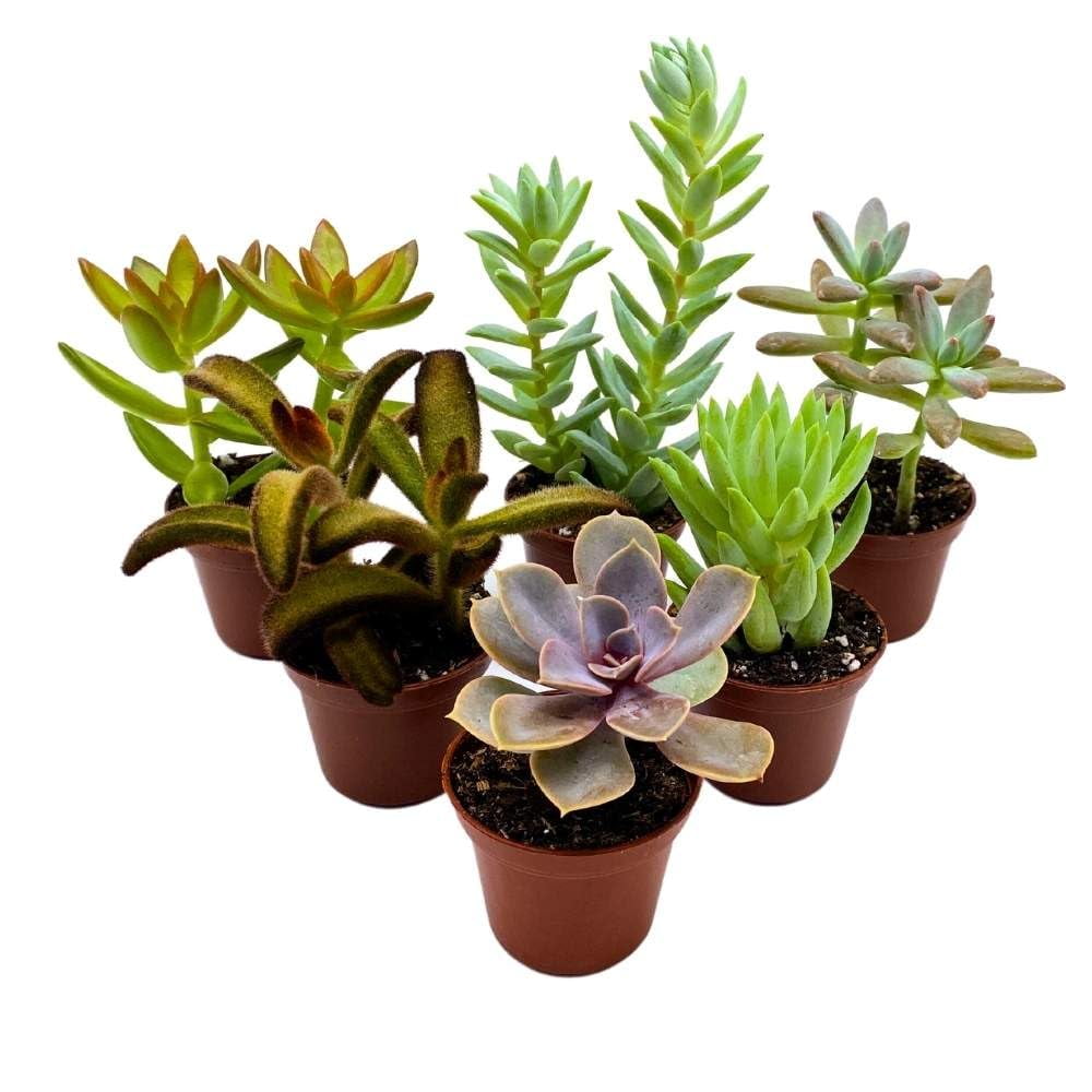Succulent Assortment 2 inch Set of 6, echeveria, kalanchoe, More ...