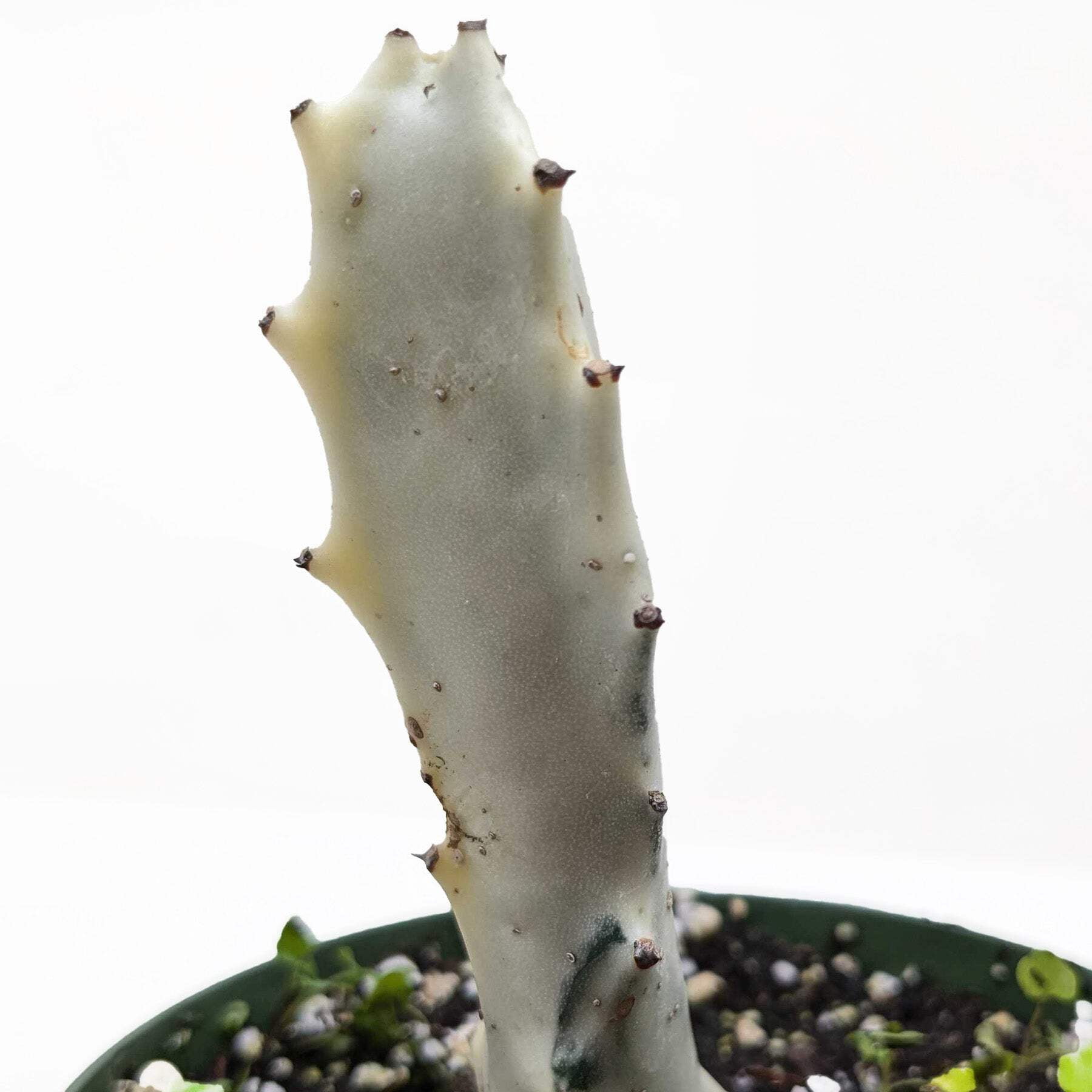Succulent Euphorbia 'Dragon Bone', 2" Pot, Indoor Houseplant, Easy Care ...
