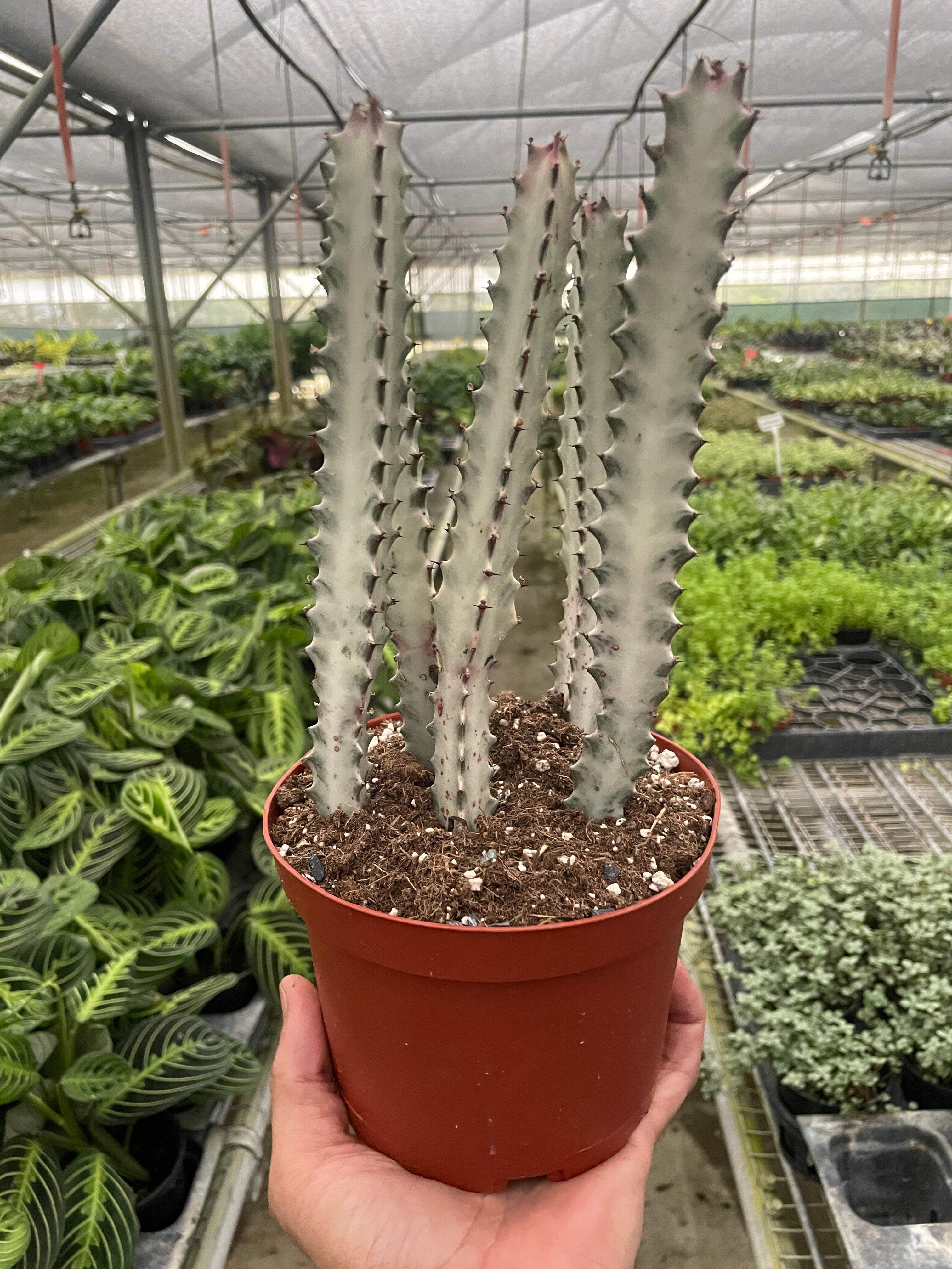 Succulent Euphorbia 'Dragon Bone', 6" Pot, Easy Care, Live Plant for ...