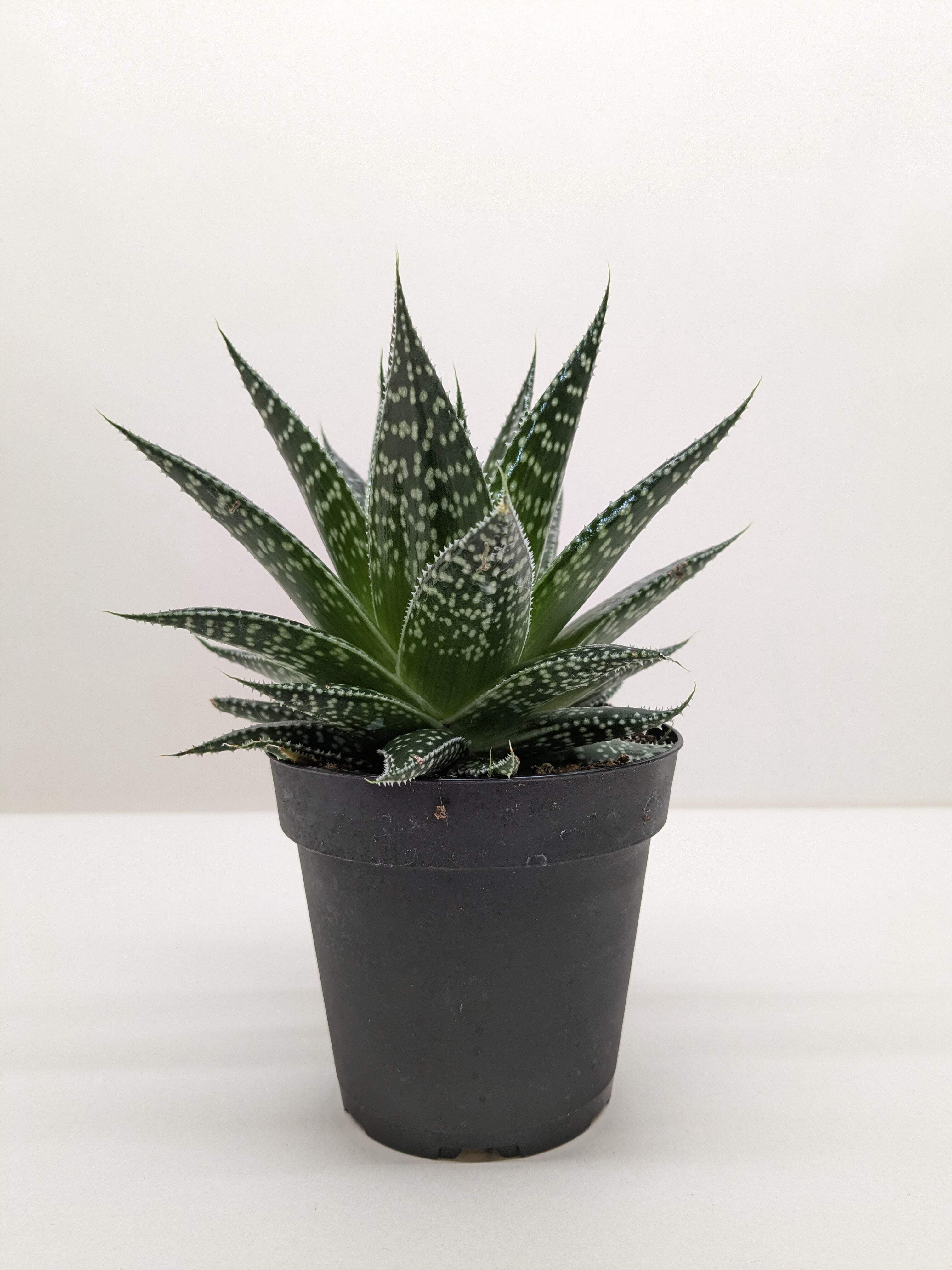 Succulent Gasteria Durban, 3" Pot, Indoor Houseplant, Easy Care, Live ...