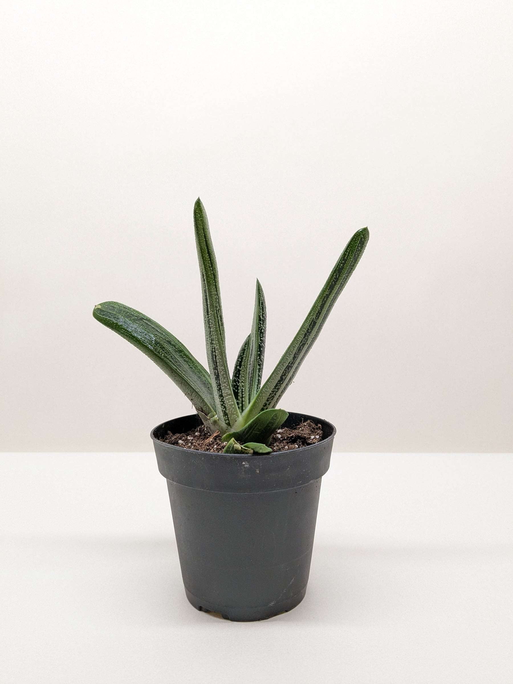 Succulent Gasteria Little Warty Live Plant for Indoor | Different ...