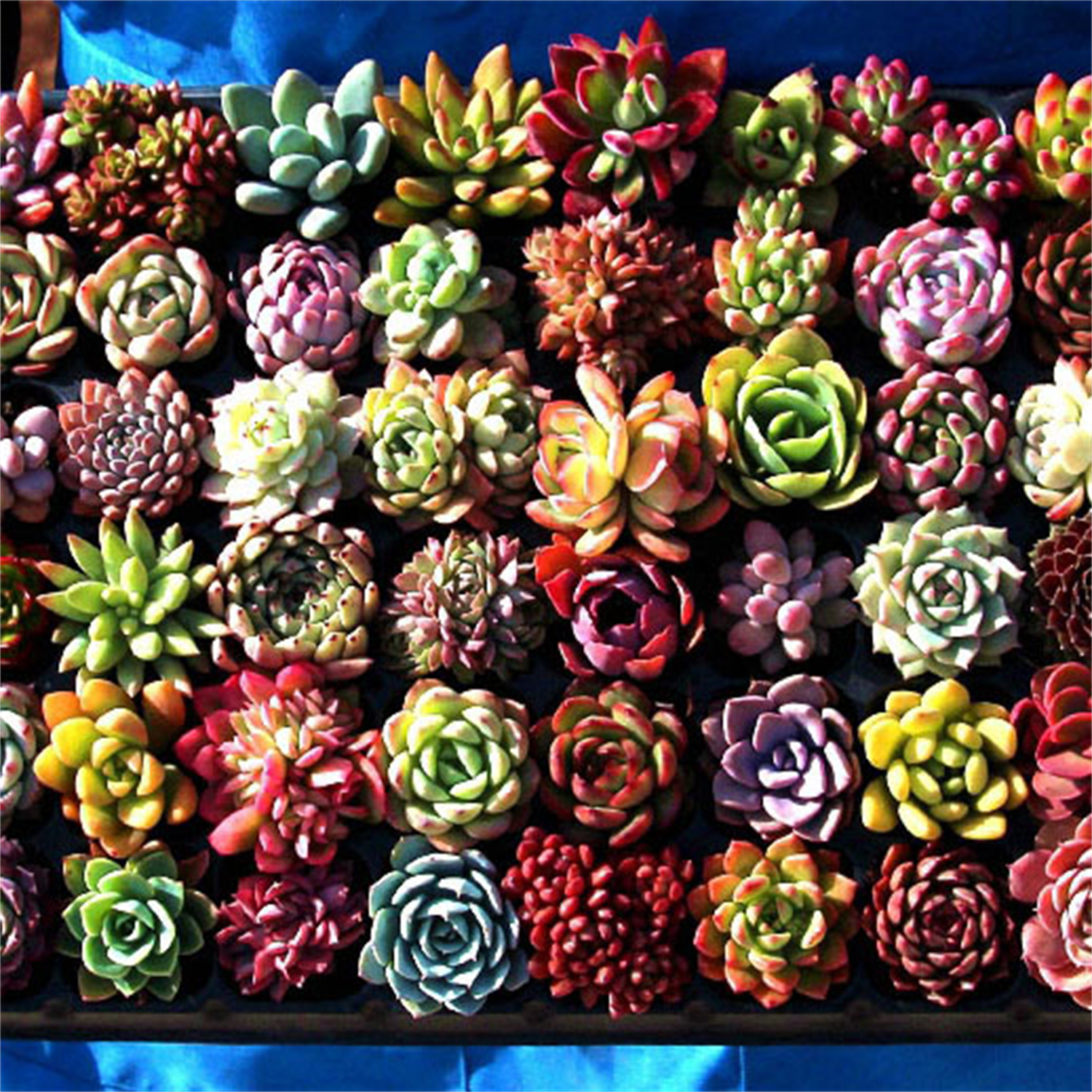 Succulent Plants (Random Mix 4 Pack), Live Assorted Succulents Fully ...