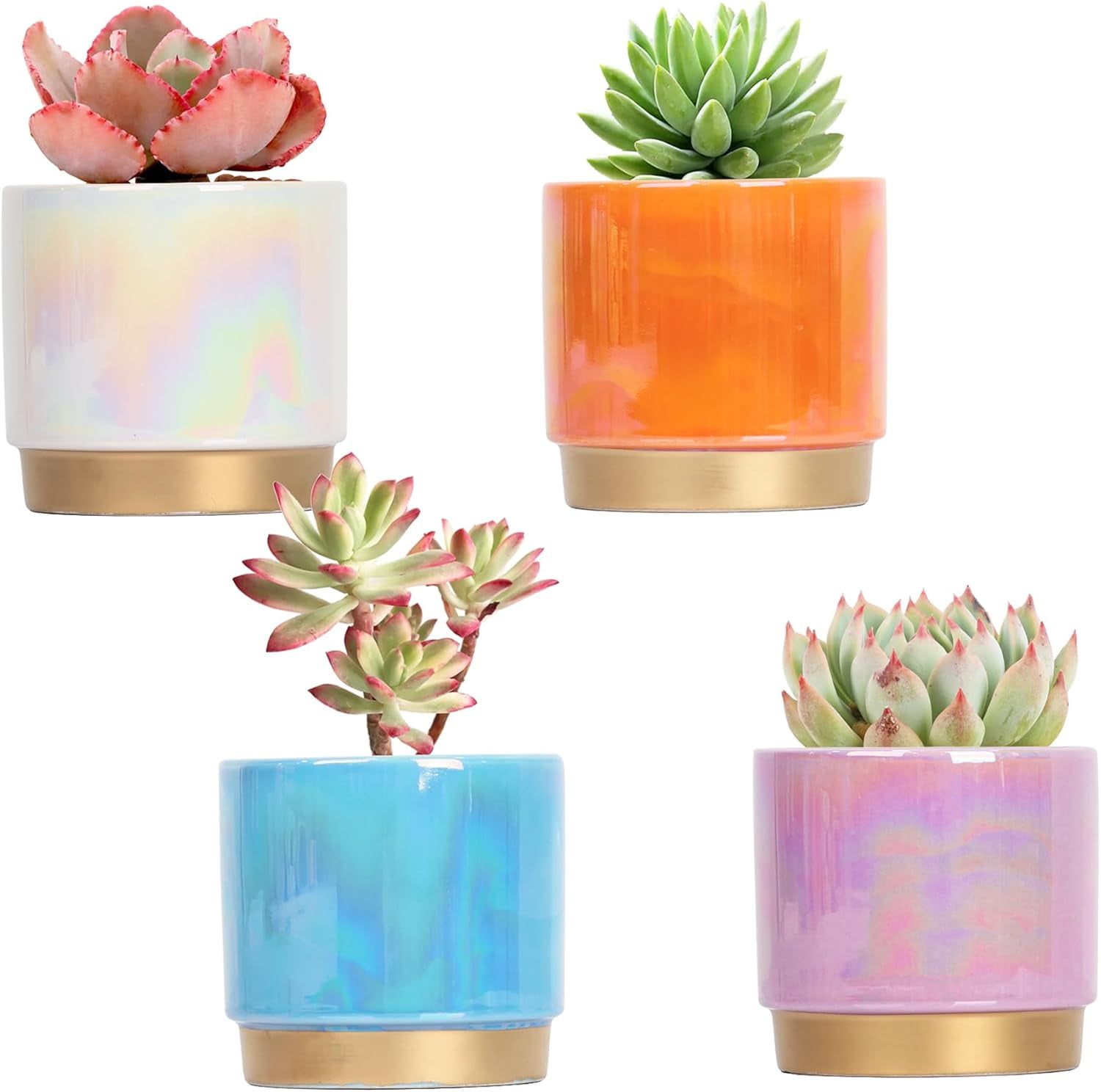 Succulent Pots for Plants, Succulent Planter with Drainage Holes ...