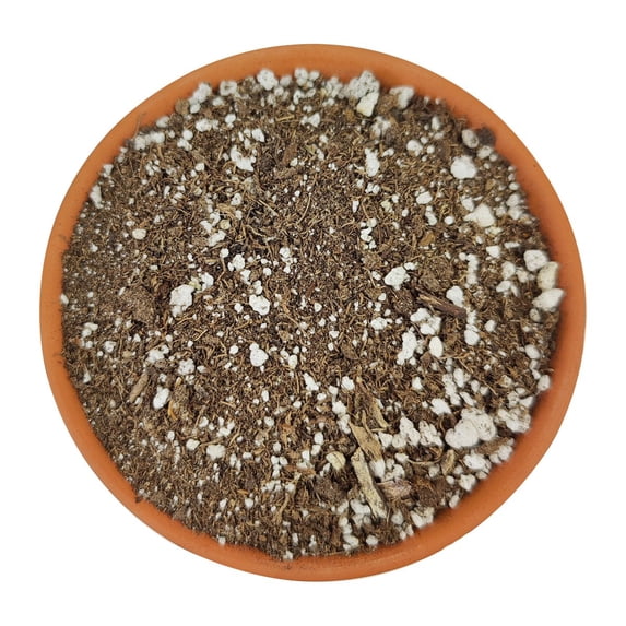SUCCULENTS BOX Succulent Potting Soil, 1 Quart, Draining Mix for Cactus ...