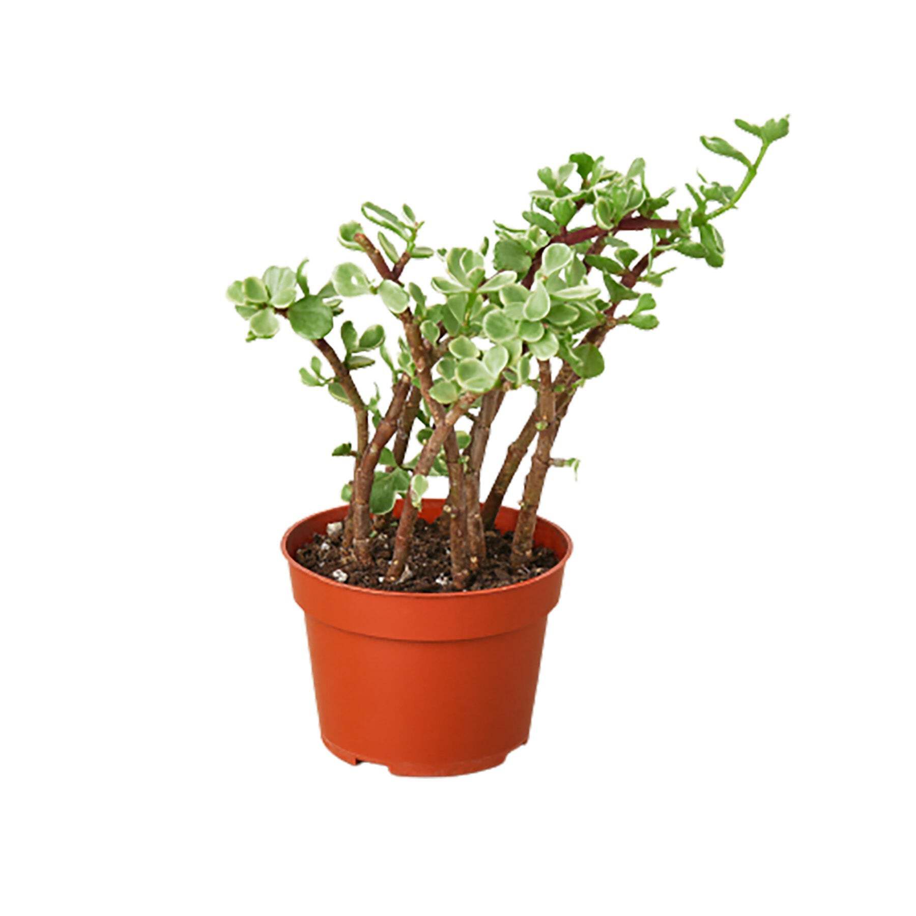 Succulent 'Rainbow Elephant Bush', 4" Pot, Indoor Houseplant, Easy Care ...