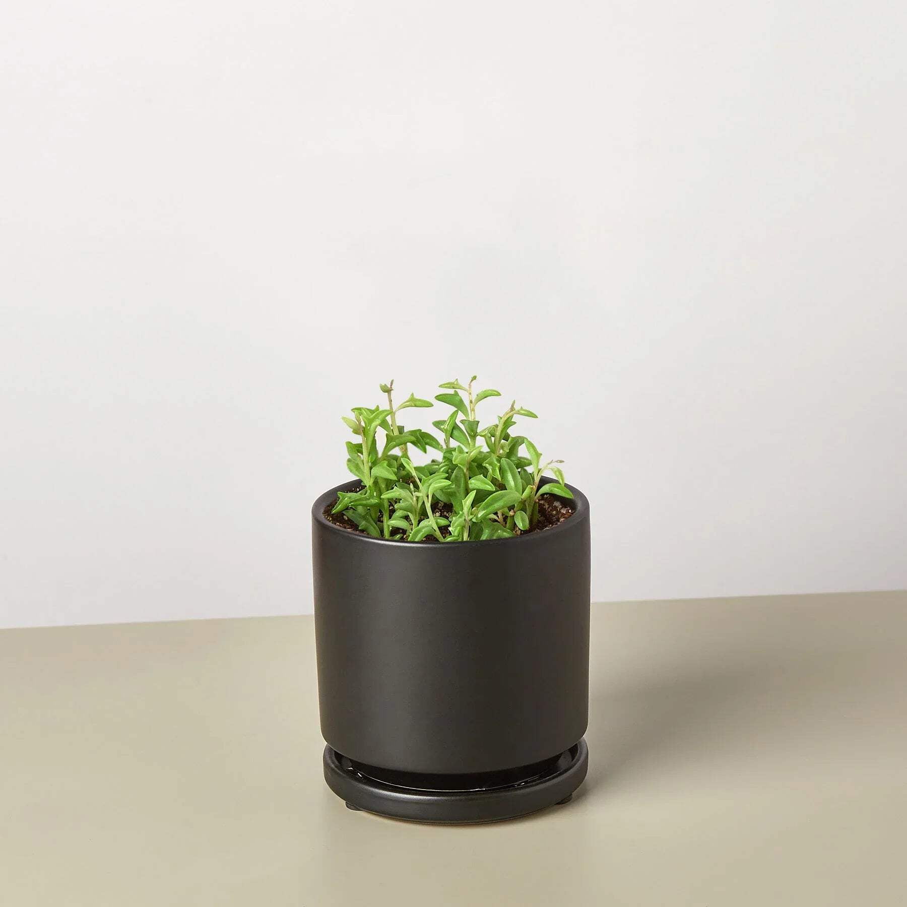 Succulent 'String of Dolphins' in 4" Pot / Black Cylinder | Live Plant ...