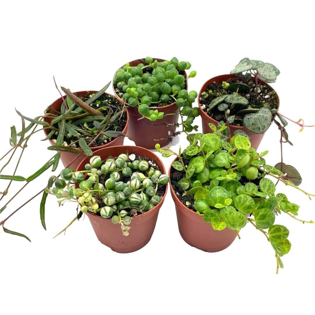 BubbleBlooms Indoor/Outdoor Premium Collection - Set of 5 Variegated ...