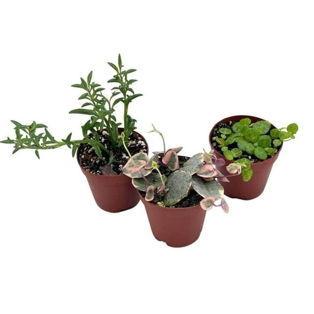 Succulent Strings Set of 3, Variegated String of Hearts, Turtles ...