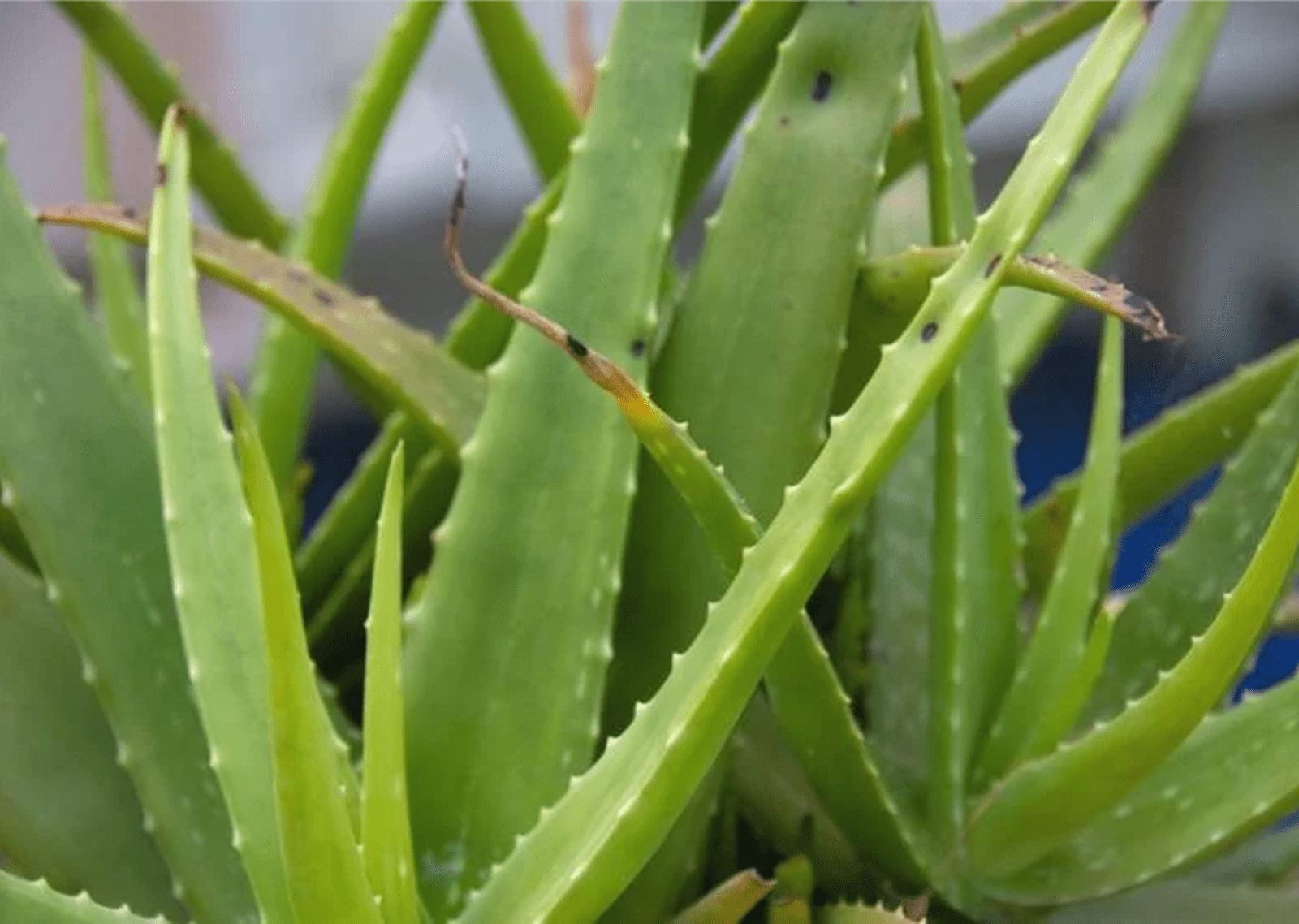Succulents, Aloe vera bulbs, Indoor potted plants that are easy to grow ...