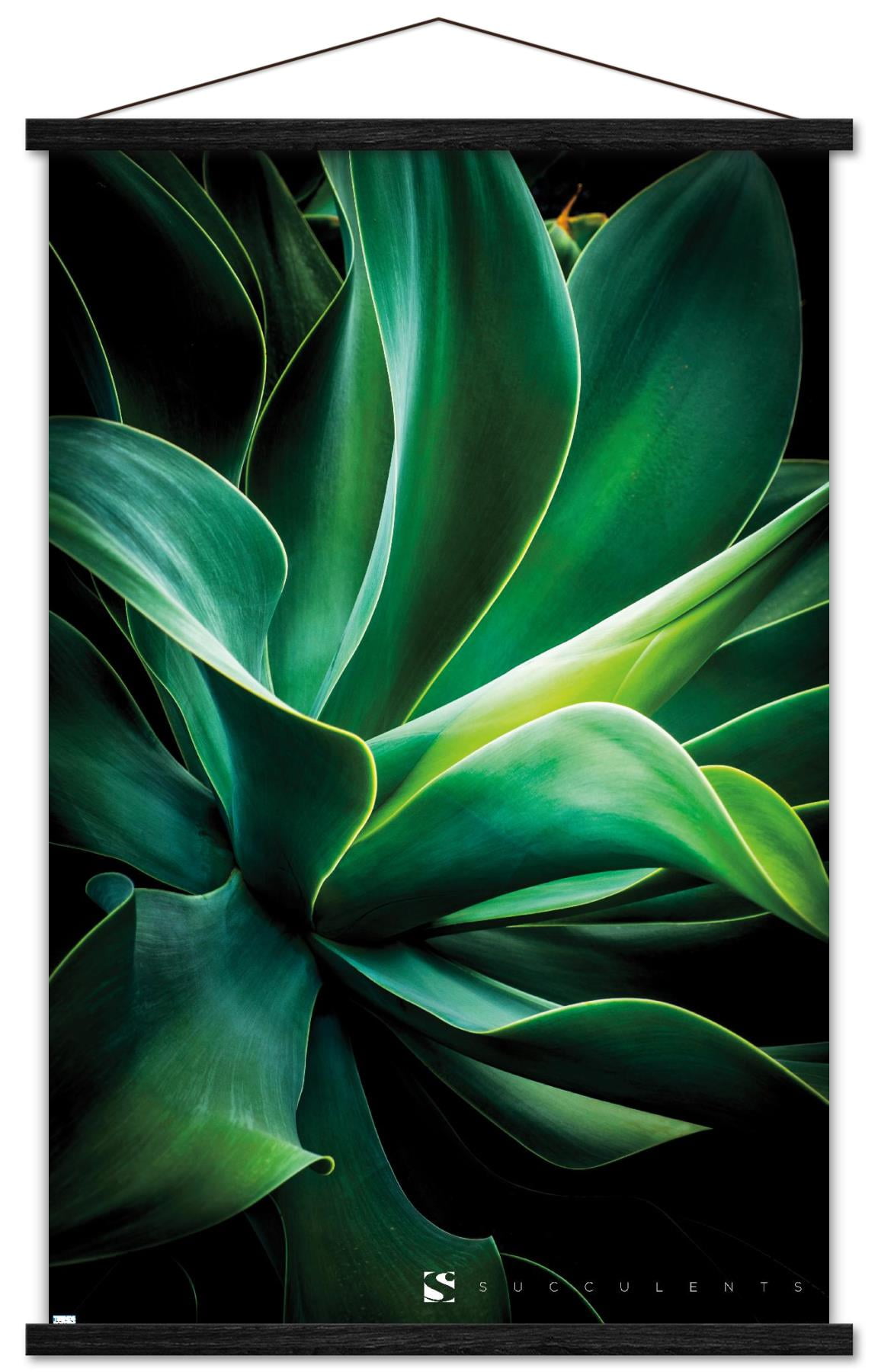 Succulents - Closeup Wall Poster with Wooden Magnetic Frame, 22.375" x ...