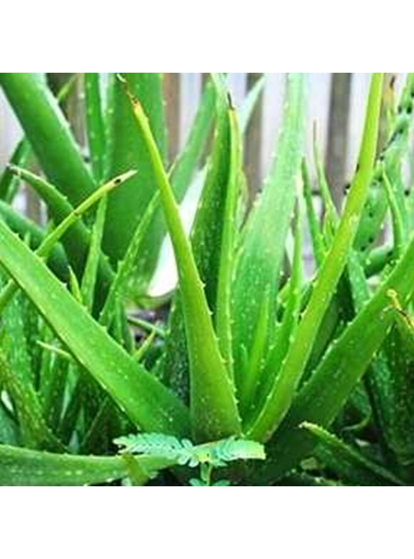 Aloe Vera Plants in Indoor Plants - Walmart.com