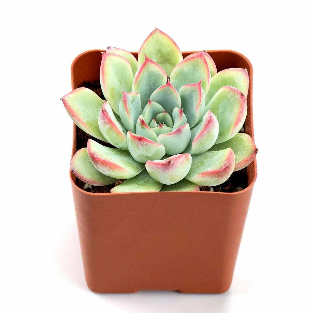 Succulents Live Plants Echeveria Pulidonis Real Home Plant in 2 ...