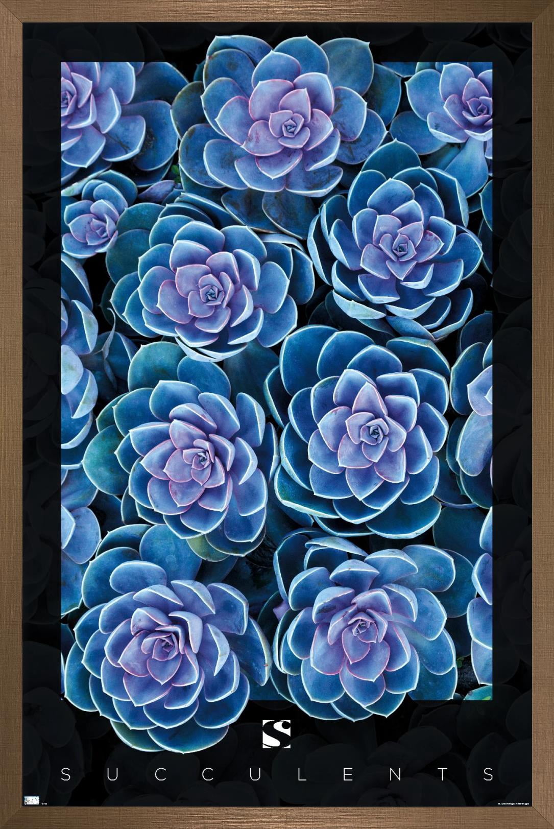 Succulents - Purple Wall Poster, 22.375" x 34", Framed - Walmart.com