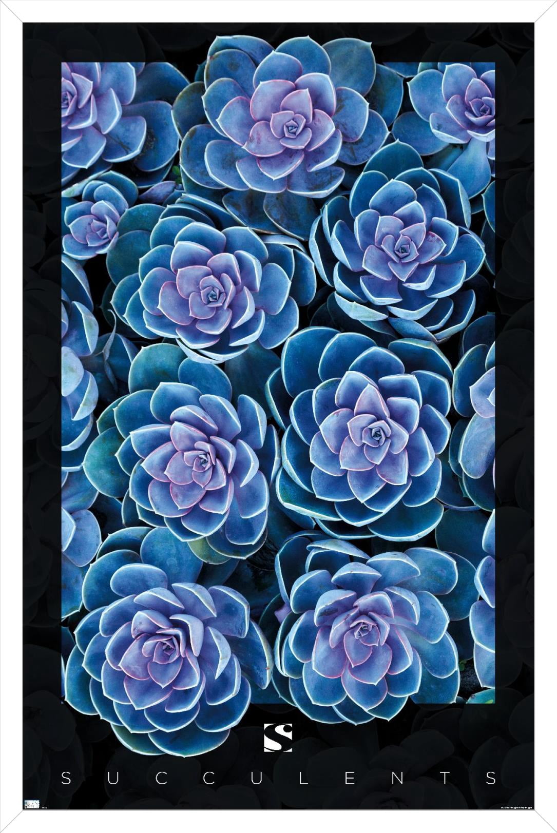 Succulents - Purple Wall Poster, 22.375" x 34", Framed - Walmart.com