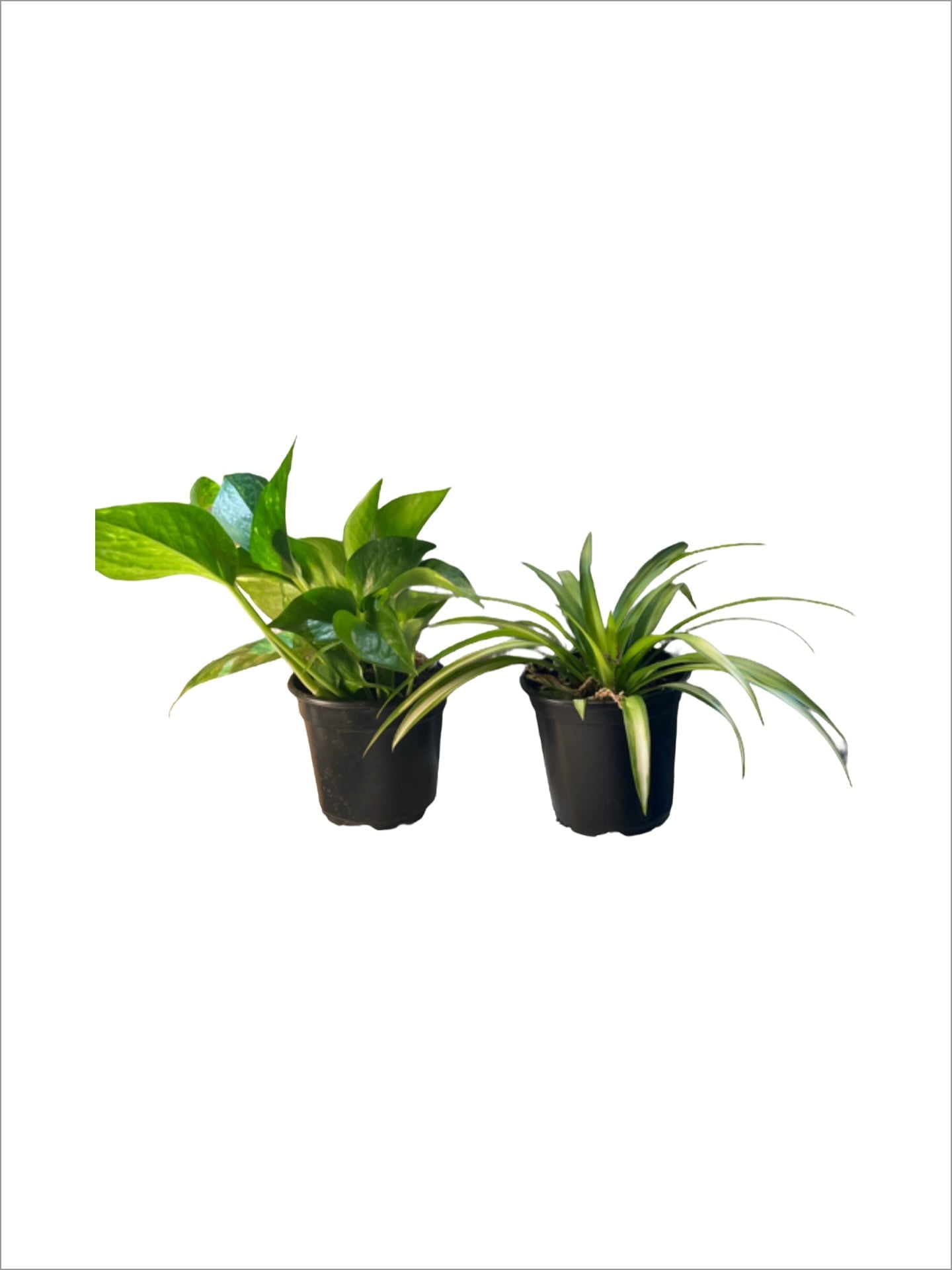 Succulents & Such 2 Pack Tropical Plant Set 4" Pot, Moderate Light ...