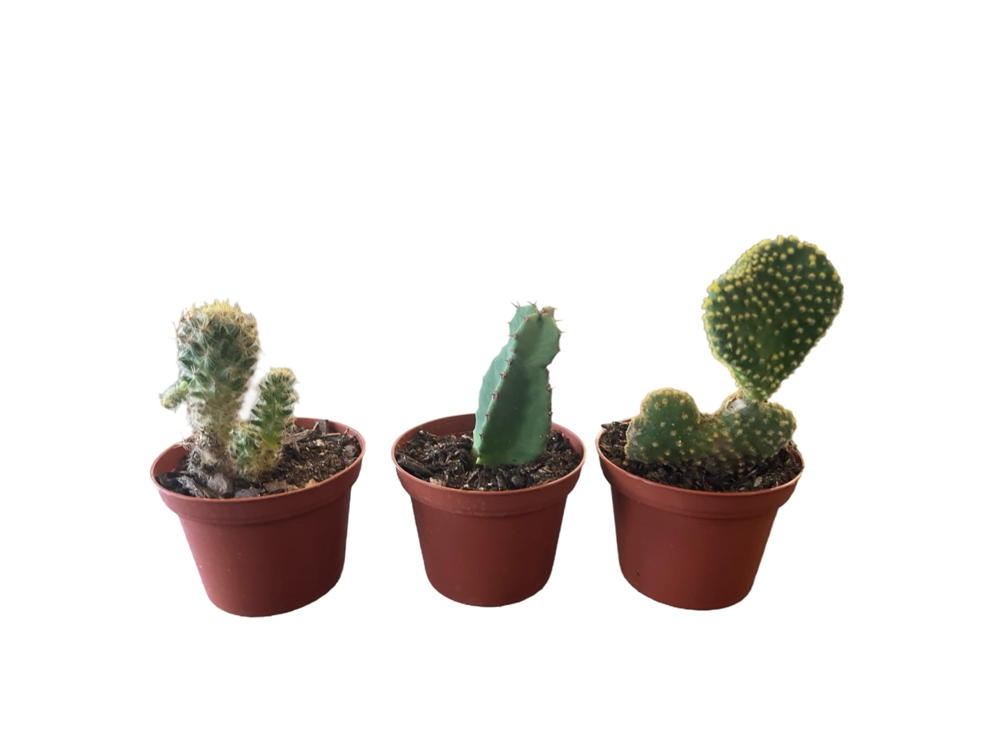 Succulents & Such 3 Piece Cactus Set 3" Pot, Moderate Light - Walmart.com