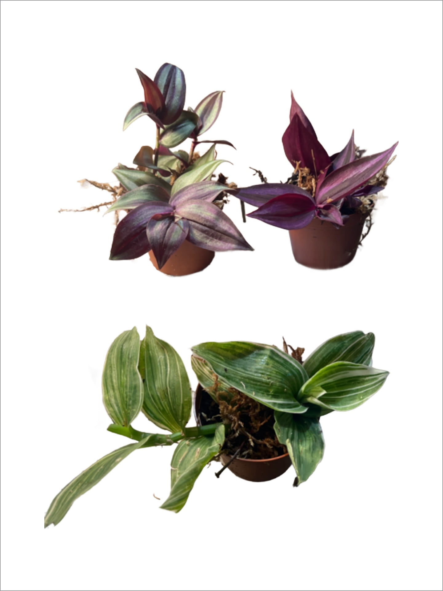 Succulents & Such 3 Piece Tradescantia/Wandering Jew Tropical Plant Set ...