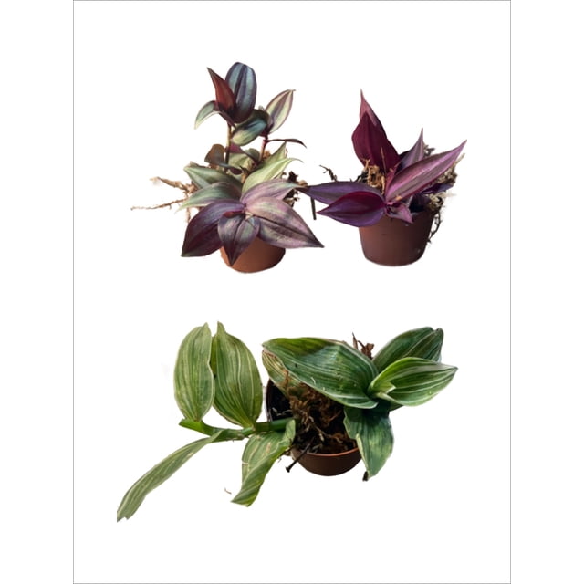Succulents & Such 3 Piece Tradescantia/Wandering Jew Tropical Plant Set ...