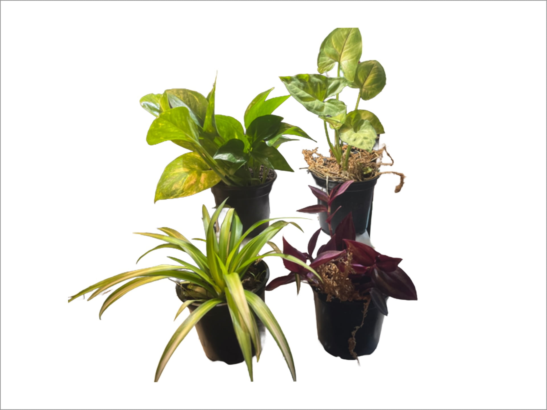 Succulents & Such 4 Piece Tropical Plant Set In Decor Pots - Walmart.com