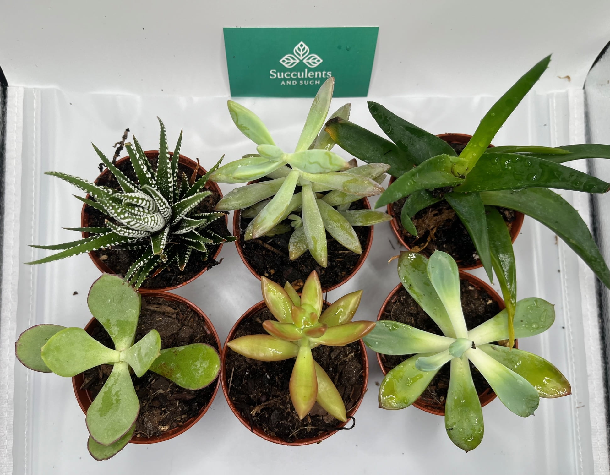 Succulents & Such 6 Pack Succulent Plant Set, 3" Pots, Moderate Light ...