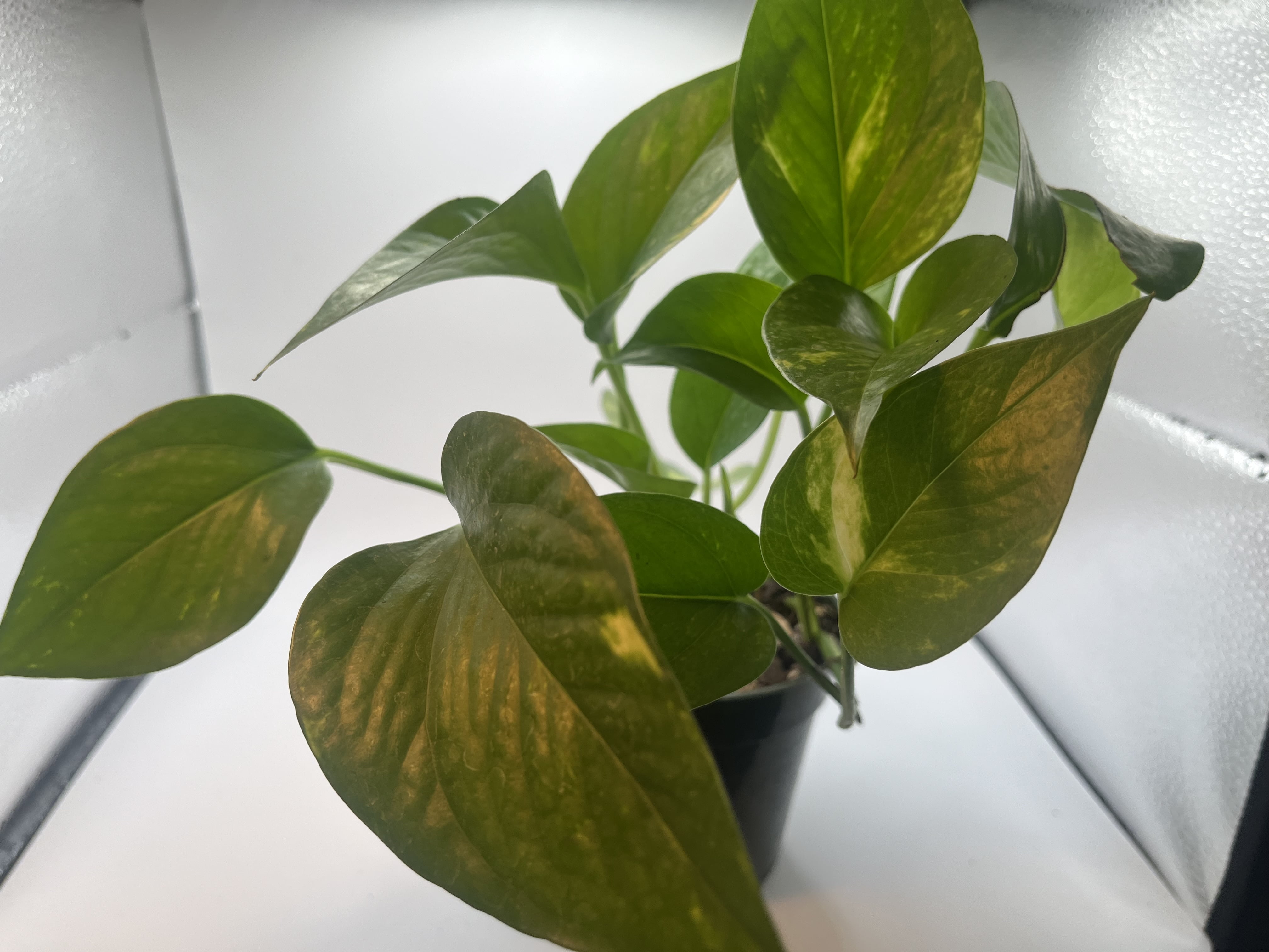 Succulents & Such - Golden Pothos Plant 4" Nursery Pot, Moderate Light ...