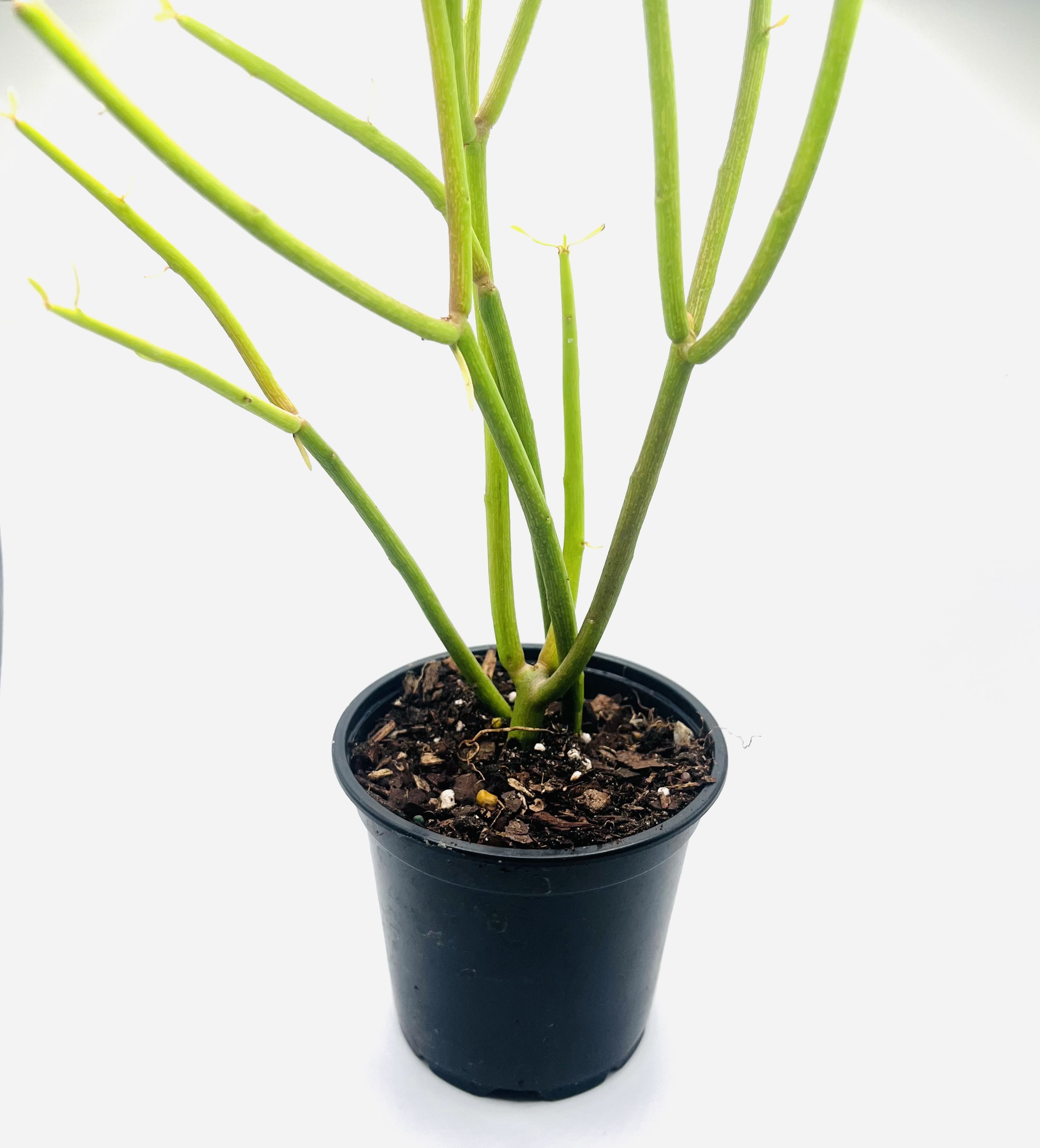 Succulents & Such - Pencil Cactus Live Plant, 4" Pot, Moderate Light ...