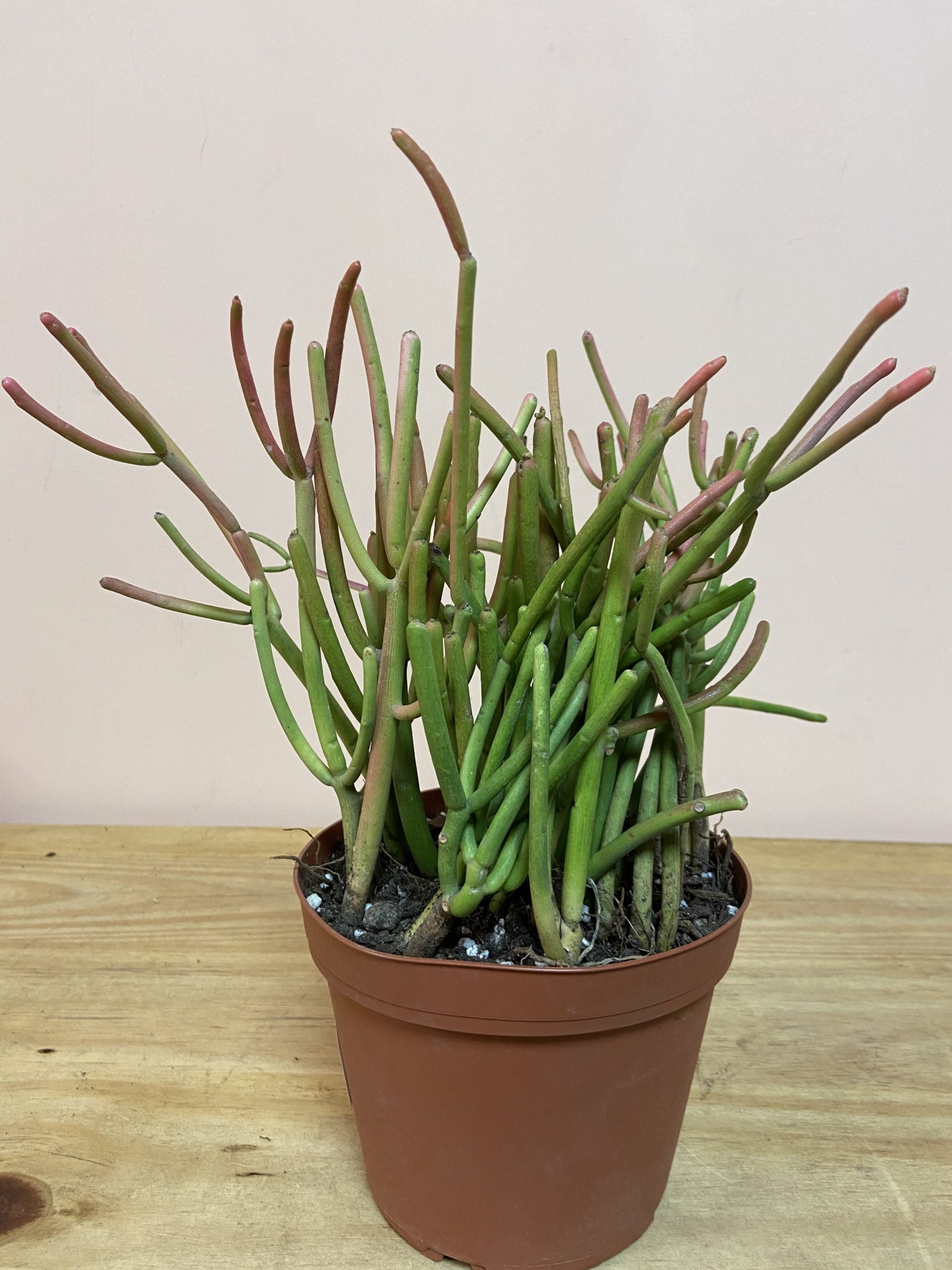 Succulents & Such - Pencil Cactus - Live Plant in a 6 inch Pot ...