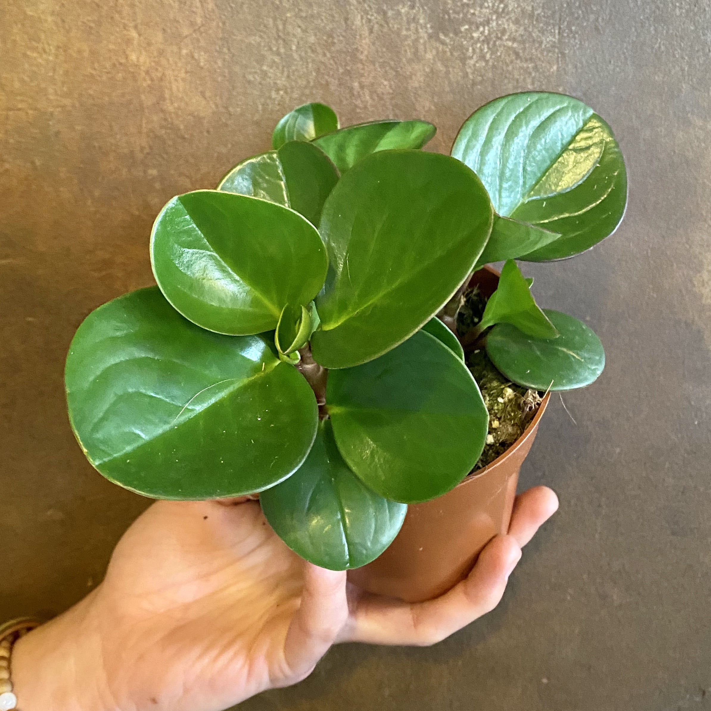 Succulents & Such - Peperomia Multi Pack - 3 Live Plants in 4 inch Pots ...