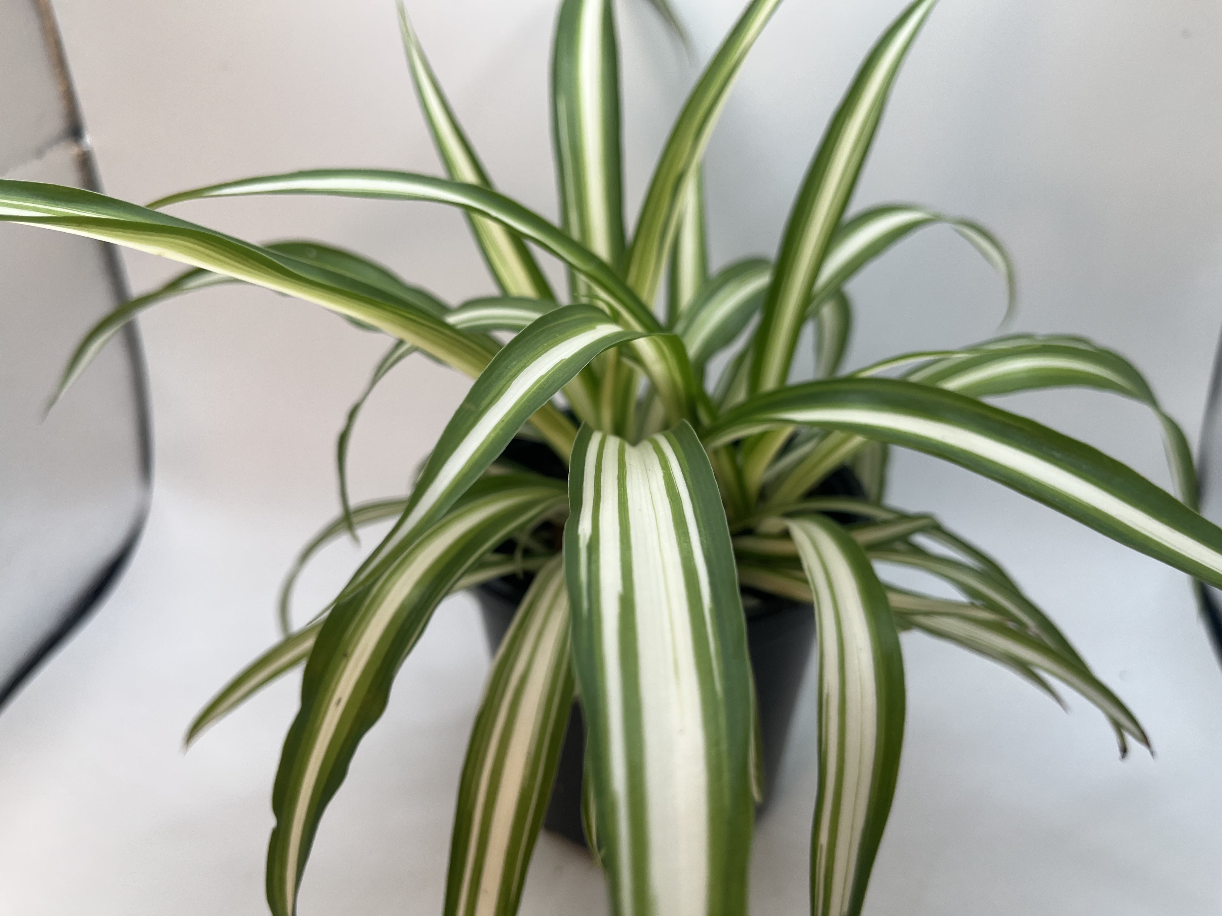 Succulents & Such - Live Indoor Spider Plant, Real Potted Houseplant ...