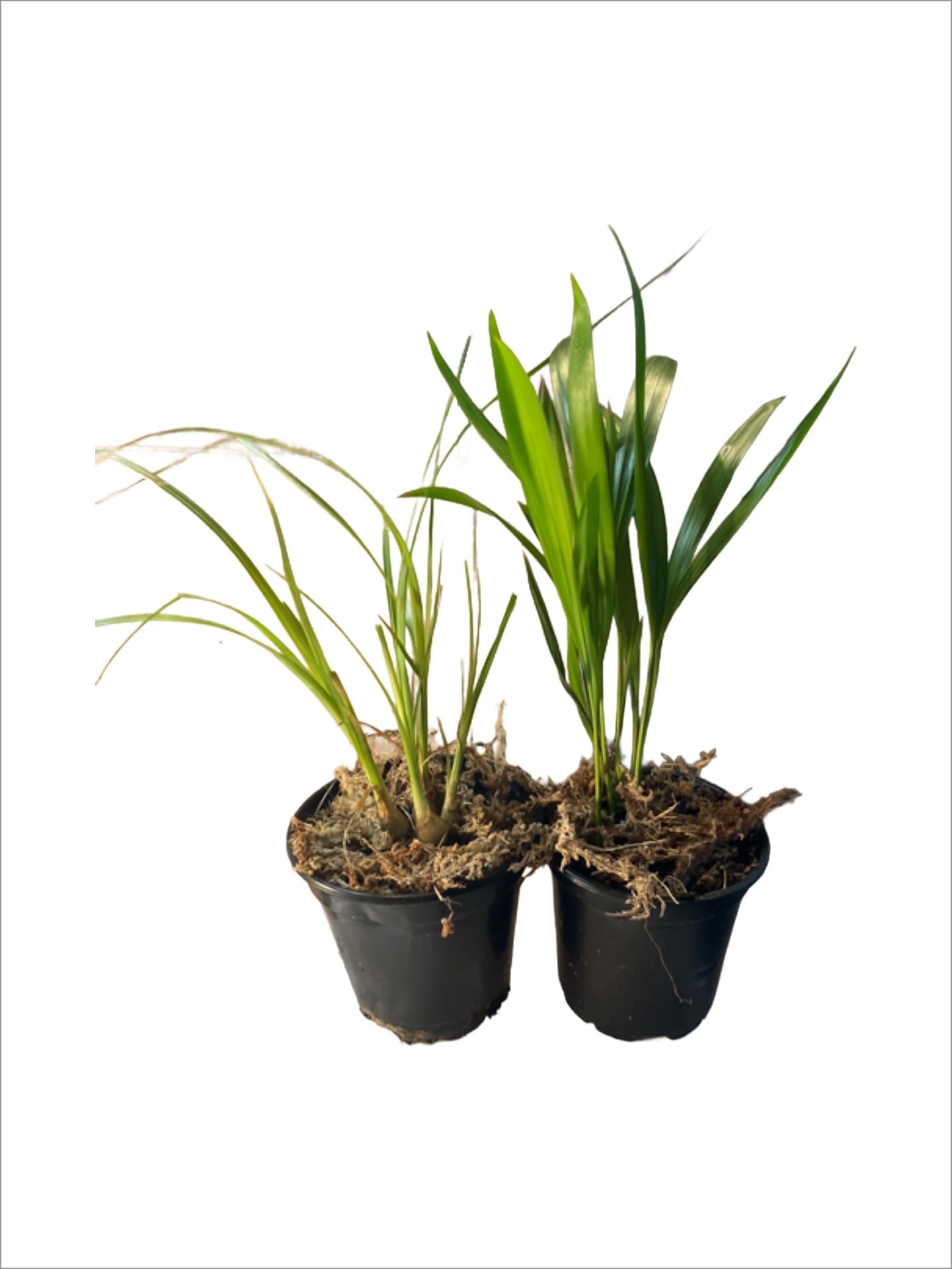 Succulents & Such Two Different Live Tropical Palm Plants, 3" Pots ...