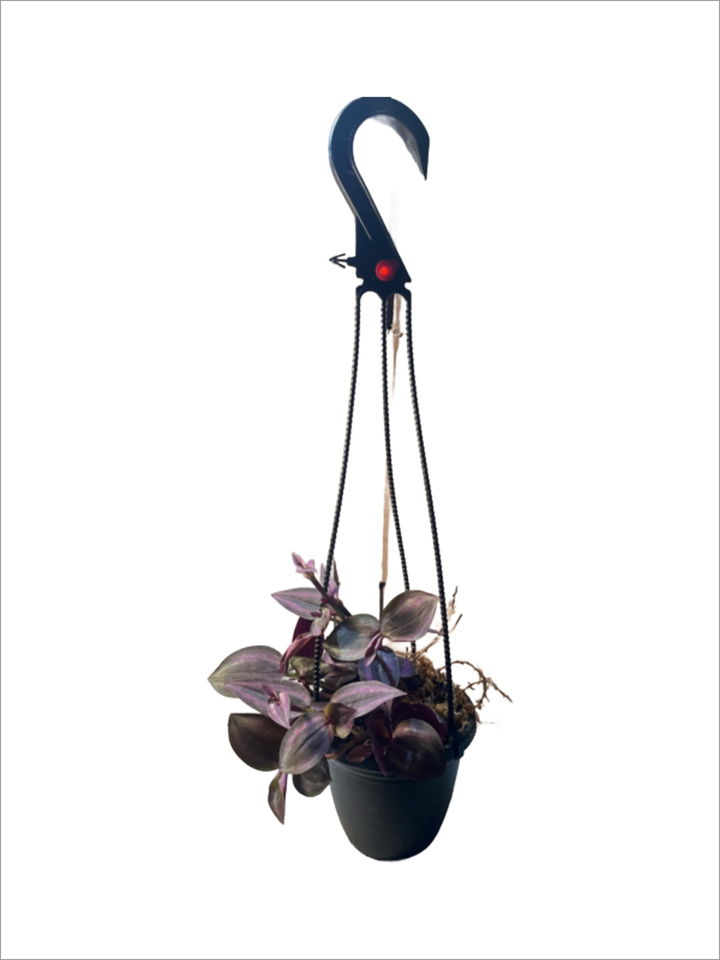 Succulents & Such Indoor House Wandering Jew Plant, 4 inch Hanging ...