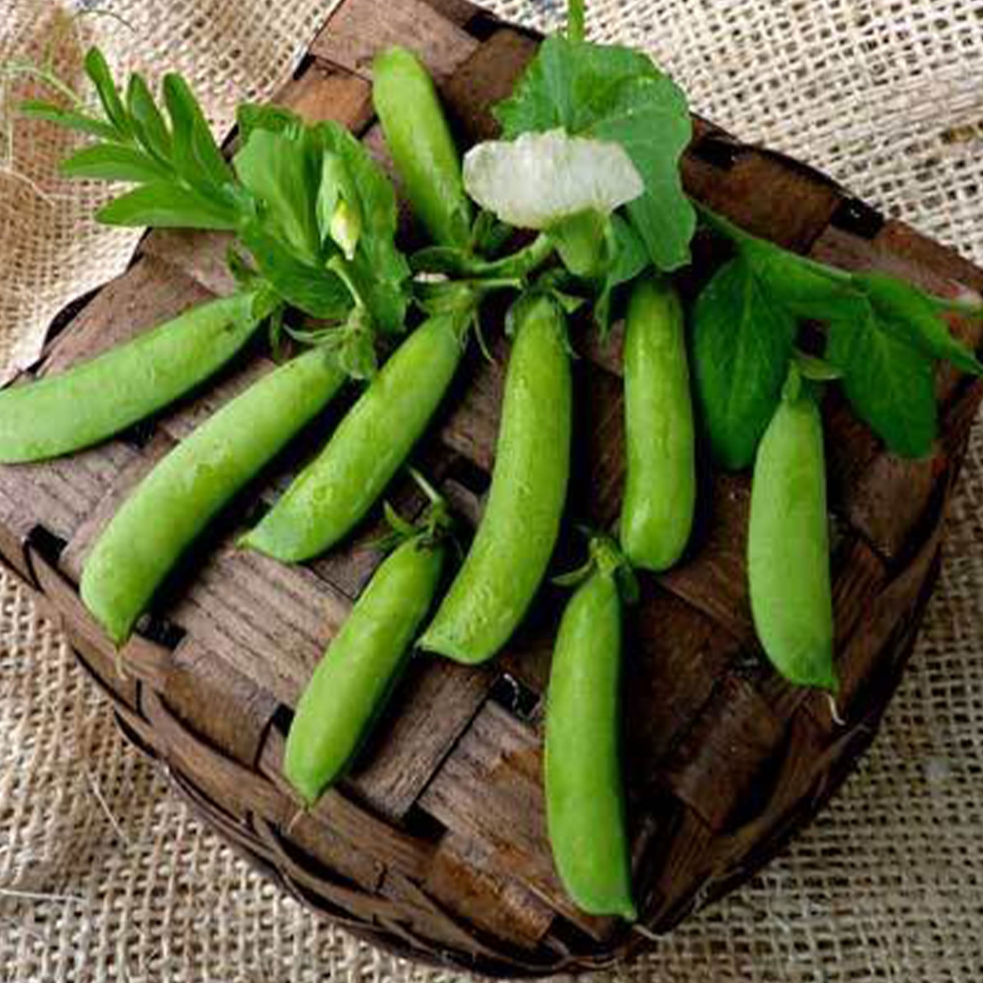 Sugar Ann Snap Pea 25 LB Bulk ~45,000 Seeds - Non-GMO, Open Pollinated ...