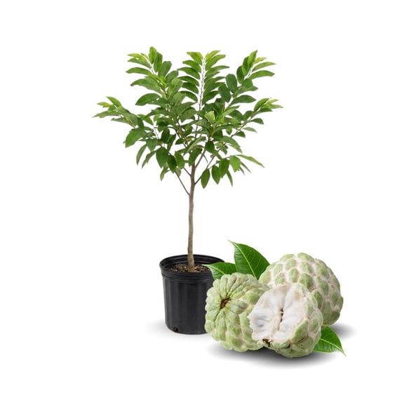 Sugar Apple Live Tree, 5-9 Inches Tall, Edible Tropical Sugar Apple ...