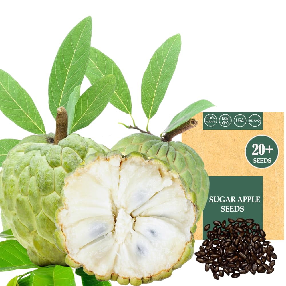 Sugar Apple Seeds PresNok - 20 Non-GMO Annona squamosa Seeds for ...