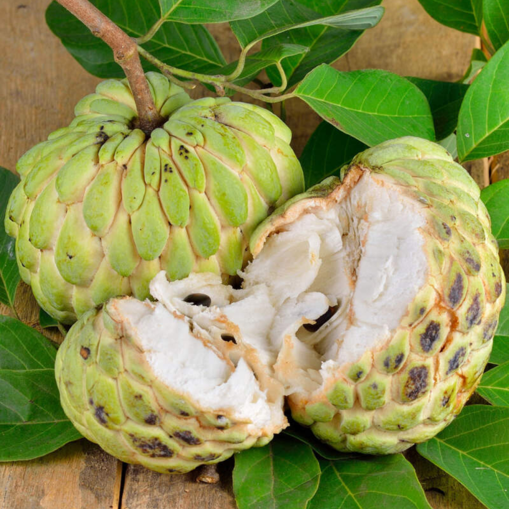Sugar Apple Tree Live Plant, Annona Squamosa Sugar Apple Fruit Tree, 7 ...