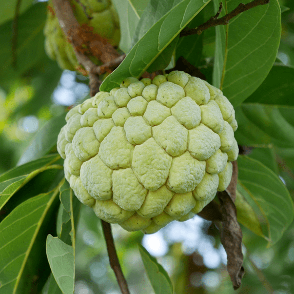 Sugar Apple Tree Live Plant, Sweet Fruit Plant, Annona Squamosa Tree, 8 ...