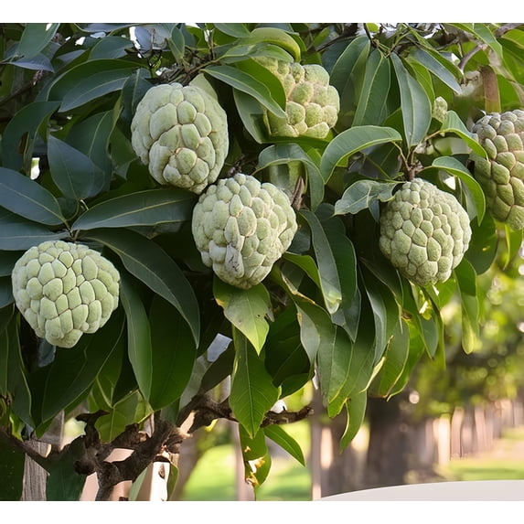 Sugar Apple Tree Seeds for Planting (5 Seeds) - Great for Bonsai ...
